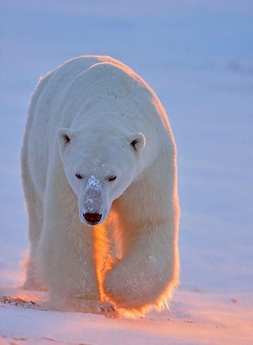 Knowledge About The Bears