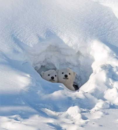 Knowledge About The Bears